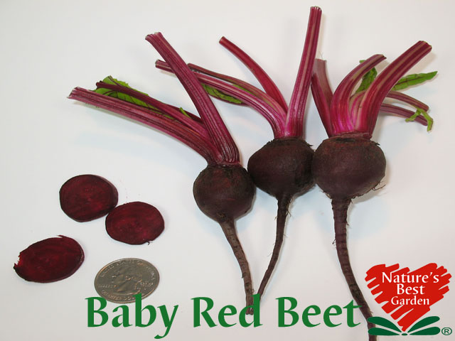 NBG Baby Beets & Turnips