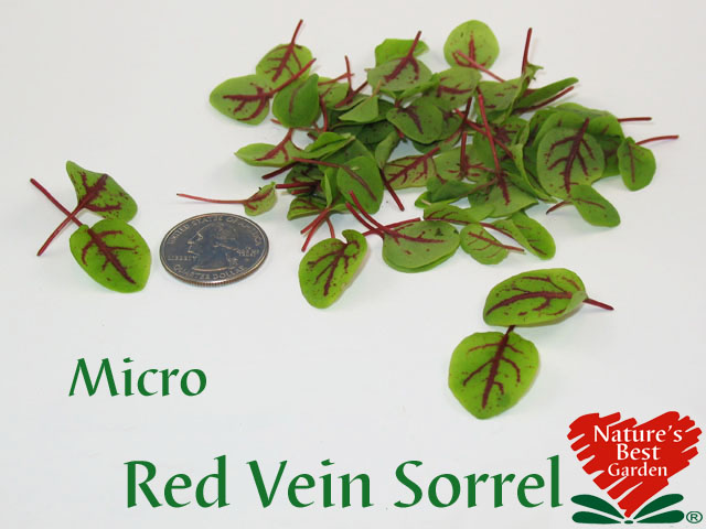 NBG Red Vein Sorrel Micro & Petite